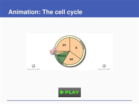 Ppt How Cells Reproduce Powerpoint Presentation Free Download Id