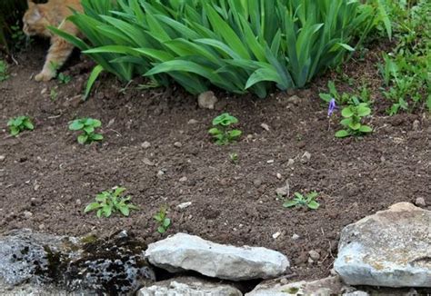 О дерновой земле: что это такое, как приготовить и использовать для ...