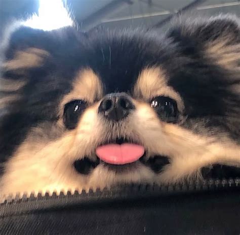 Pet Photography Cute Dog Sticking Its Tongue Out