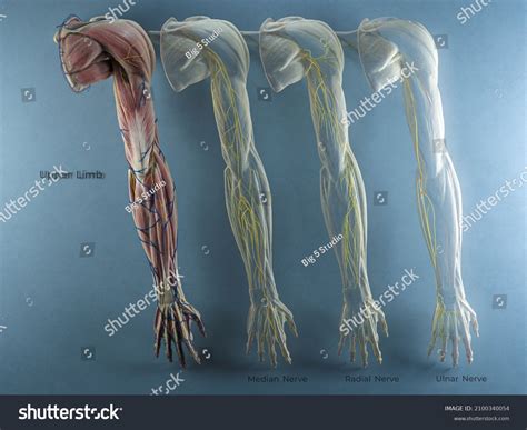 Median Nerve Distribution
