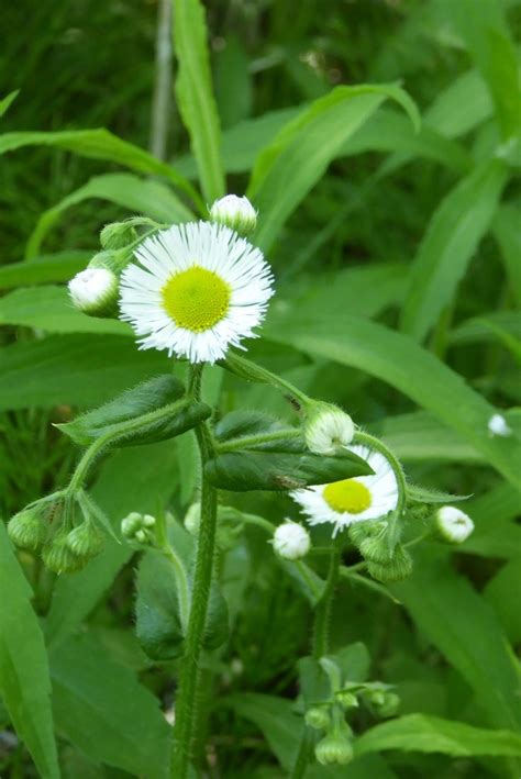 Erigeron Annuus Is An Annual Plant Erigeron Comes From Greek Meaning
