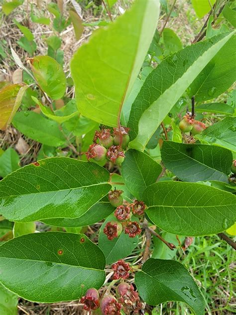 What Is This Berry Producing Shrub Rplantidentification