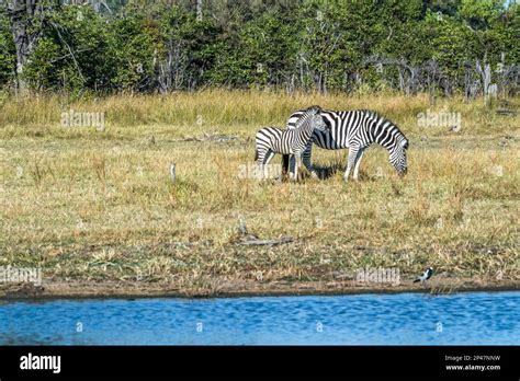 Africa Botswana Okavango Delta A Zebra And Its Foal Graze In The
