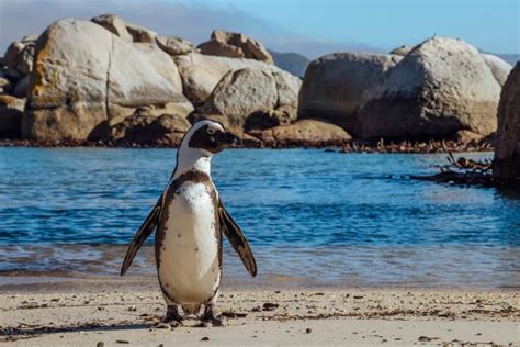 Things To Do At Boulders Beach
