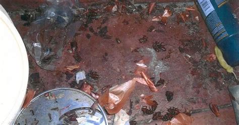 Restaurant With Worst Ever Cockroach Infestation Shut Down As Horror