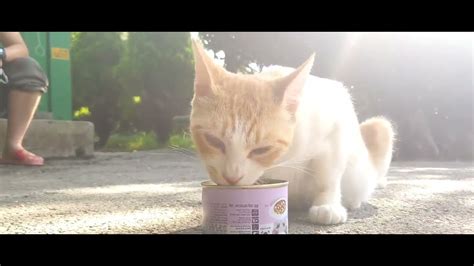 좋은이웃 냥아치♡ Youtube