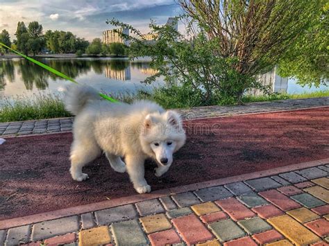 Tiny Bear Stock Image Image Of Outside Tree Tiny 151831063