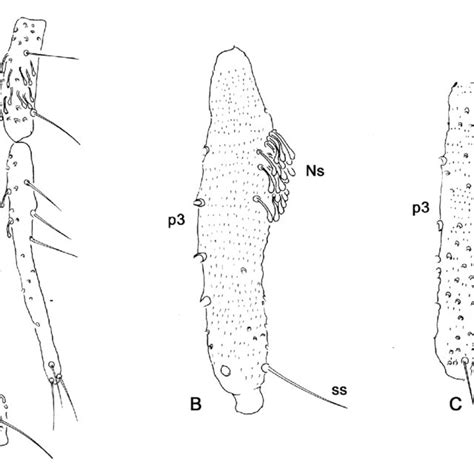 Palpus Of Phlebotominae A 1st 5th Palpal Segments Of Phlebotomines