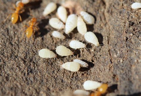 Ant Life Cycle Learn About Nature