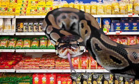 WATCH Foot Python Emerging From Shelf Frightens No One In Australian Grocery Store BroBible