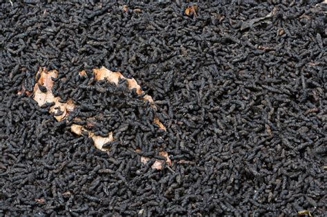 Making Bat Guano Tea Mix Composting Bat Manure For Tea Gardening