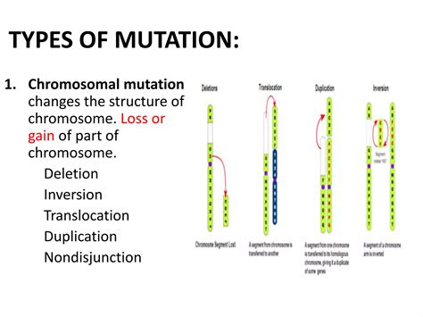 Ppt Mutagenicity And Carcinogenicity Pptx