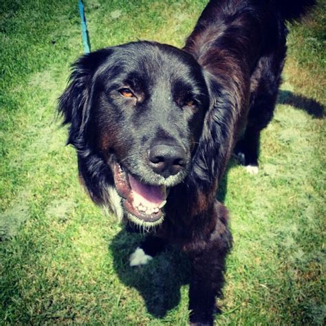 Adorable Newfoundland Mix Available For Adoption