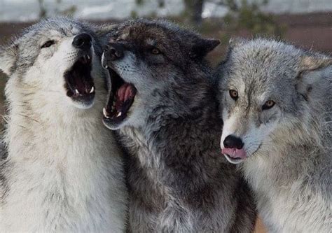 Hourly Wolves On Twitter Beautiful Wolves