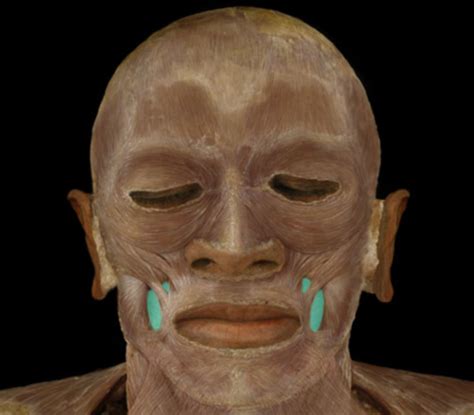 Lab Practical 2 Human Muscles Flashcards Quizlet