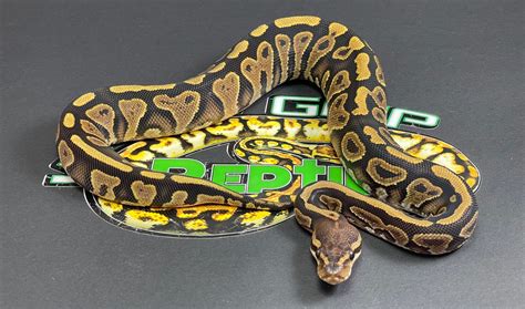 Redhead Yellowbelly Ball Python By In His Grip Reptiles Morphmarket