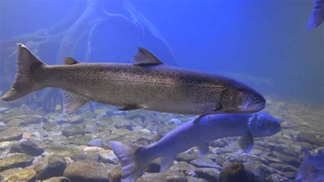 イトウ 山の水族館 Youtube