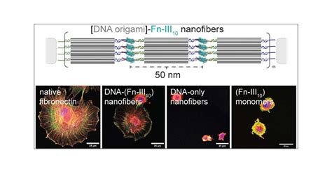 Bioactive Fibronectin Iii10dna Origami Nanofibers Promote Cell