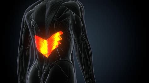 Premium Photo 3d Illustration Muscle Is A Soft Tissue Muscle Cells