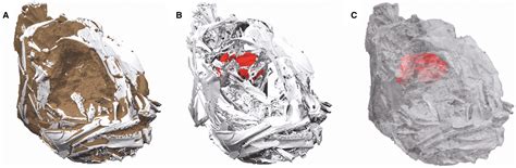 Computed Tomography Scanning As A Tool For Linking The Skeletal And