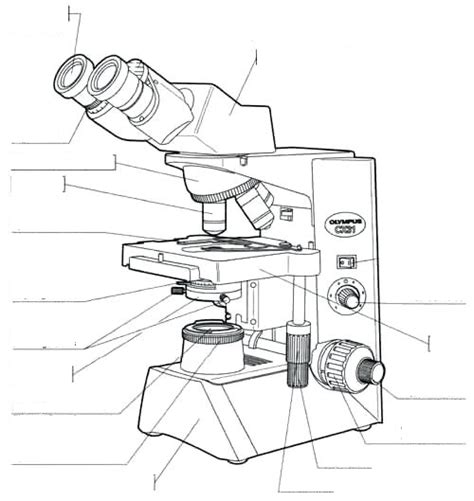 Diagram Of Microscope Quizlet
