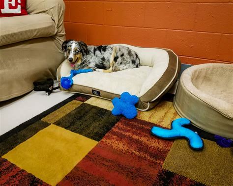 Pampered Puppies Boarding