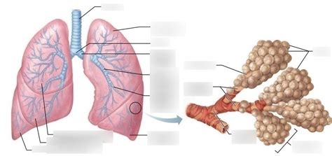 Lower Respiratory Structures Diagram Quizlet