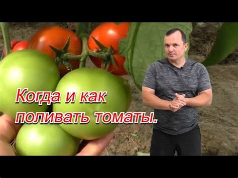 Правильный полив томатов- ТРИ основных правила проведения поливов ...