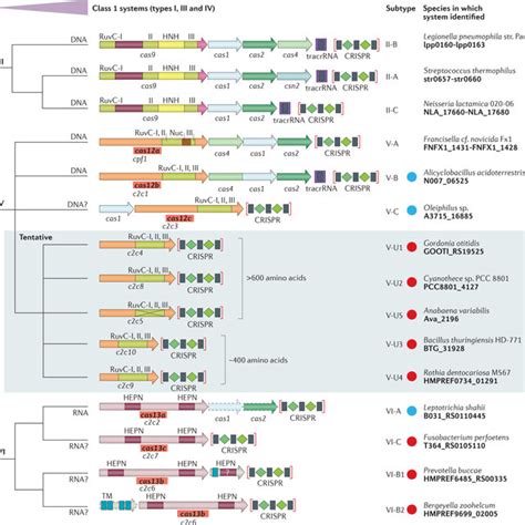 Possible Routes Of Evolution For Class 2 Crispr Cas Systems Download Scientific Diagram