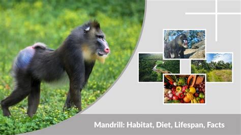 Mandrill Habitat Diet Lifespan Facts And Unique Characteristics