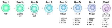 Natural Killer Cell Markers