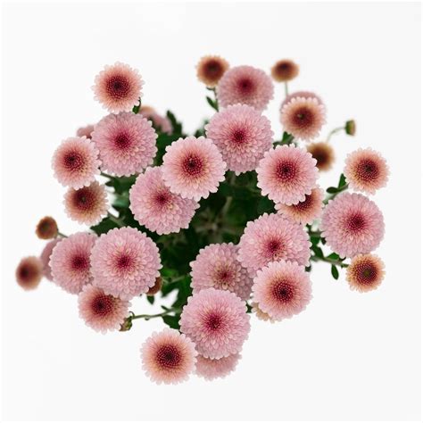 Icon Selectionsdotty Icon Selections