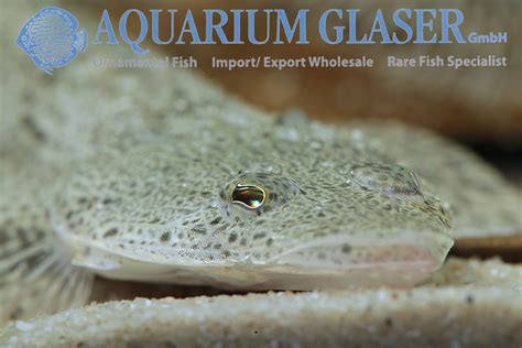 Platycephalus Indicus Aquarium Glaser Gmbh