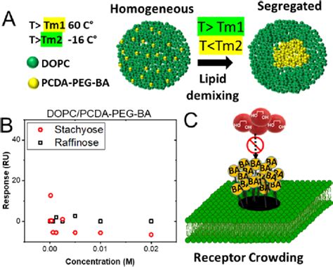 A Schematic Representation Of The Phase Separation Process In The Download Scientific Diagram