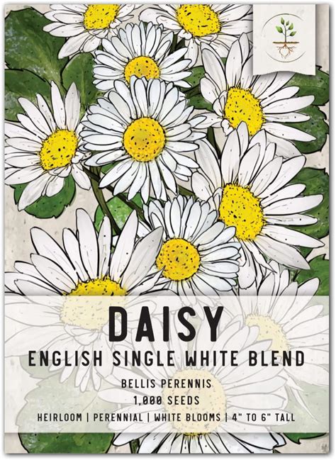 Seed Needs White English Daisy Flower Seeds For Planting