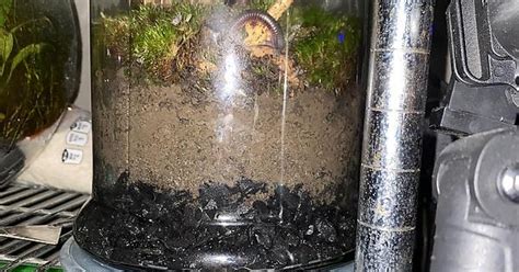 American Giant Millipede Narceus Americanus Grazing With Nosey Roly Polys Armadillidium