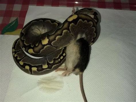 Can Ball Pythons Eat Eggs Being Reptiles
