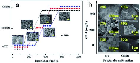 A Schematic Diagram Of The Caco3 Structural Transformation From Acc Download Scientific