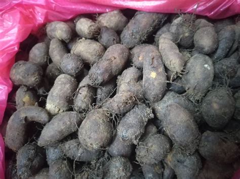 Namakucella Ubi Kemili Ubi Keling