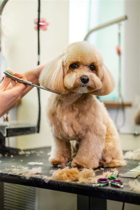 Grooming Assistant Course
