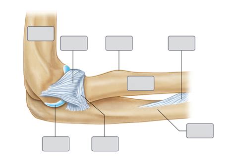Right Elbow Joint Lateral View Diagram Quizlet