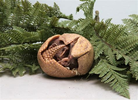 Pokemon Armadillo Mirror Online