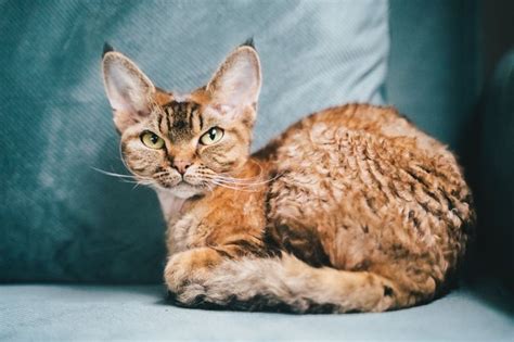 The Most Popular Curly Haired Cat Breeds Anyone Will Love Exploring