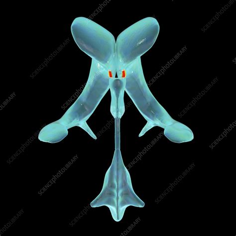 Interventricular Foramen Illustration Stock Image F0381161