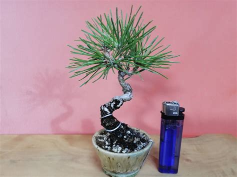 Yahooオークション 黒松