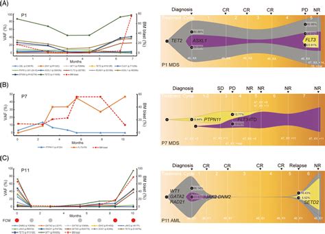 Clonal Evolution Patterns Based On Vaf And Karyotype Analysis In Three Download Scientific