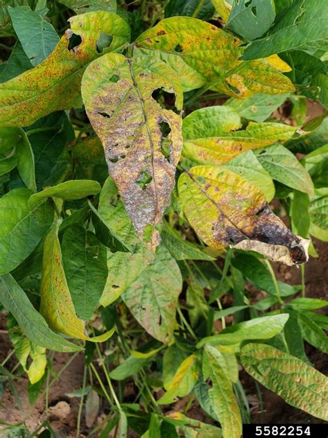 Cercospora Fungi Genus Cercospora Fresen