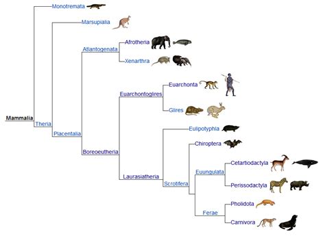 Evolution Has A Primate Species Ever Weighed The Average Mass Of A