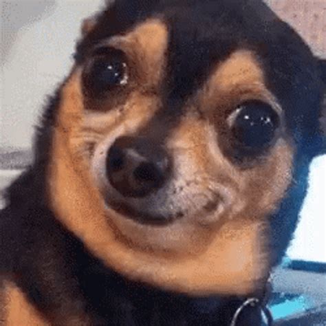 Smiling Dog S