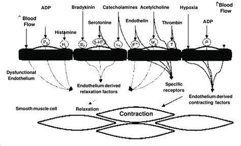 Diagram Describing The Actions Of Various Effectors On Dysfunctional